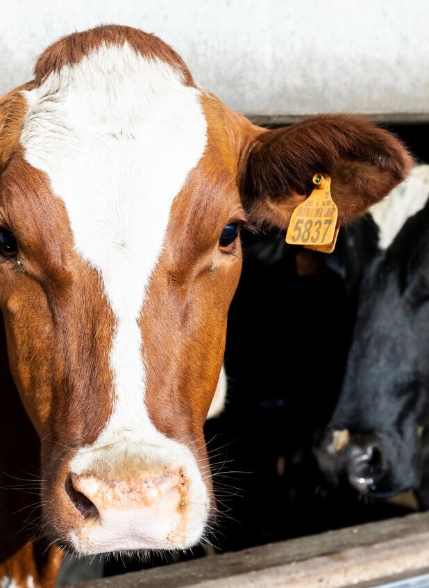 Slachthuis & uitsnijderij | Swaegers