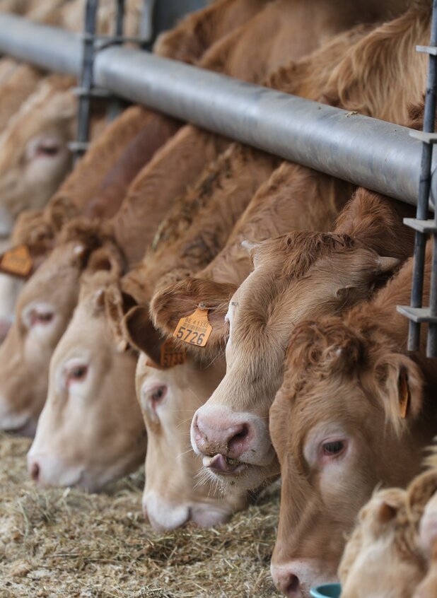 Slachthuis & uitsnijderij | Swaegers